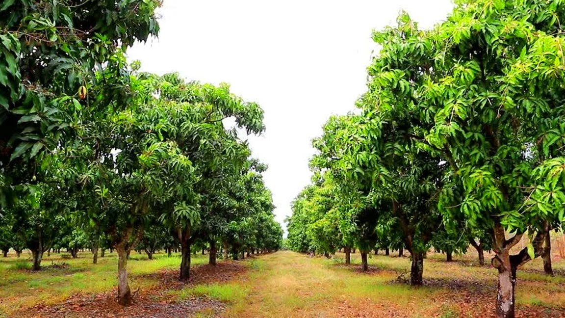 Gallery-KF – Kamal Farm Resort